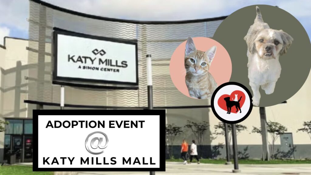 Adoption Day at Katy Mills Mall – Special Pals