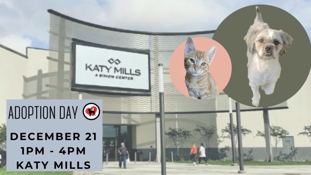 Adoption Day at Katy Mills Mall – Special Pals