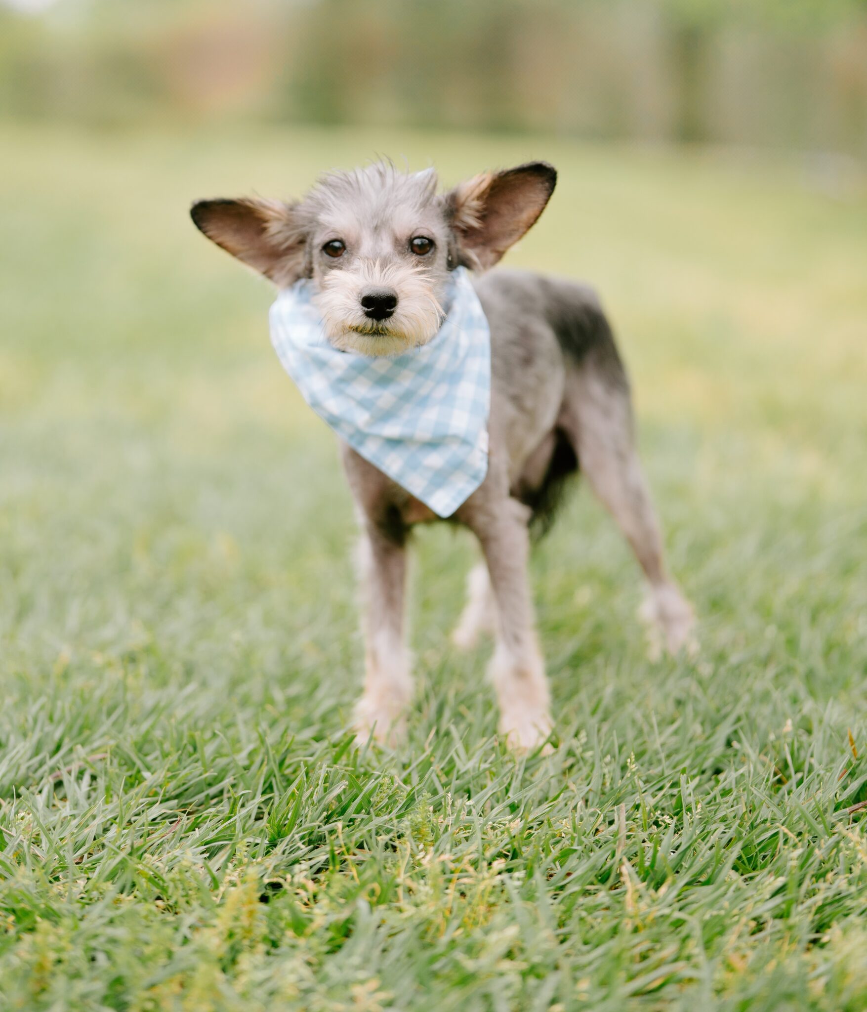 Adoptions – Special Pals